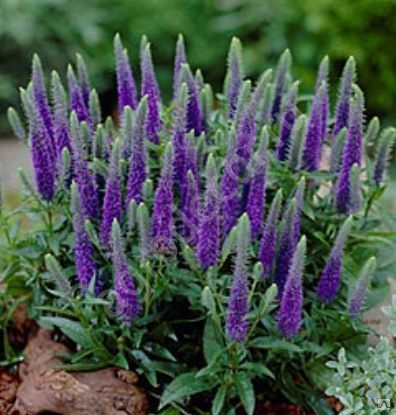 Вероника колосковая 'Ulster Blue Dwarf', цена в Перми от компании ...