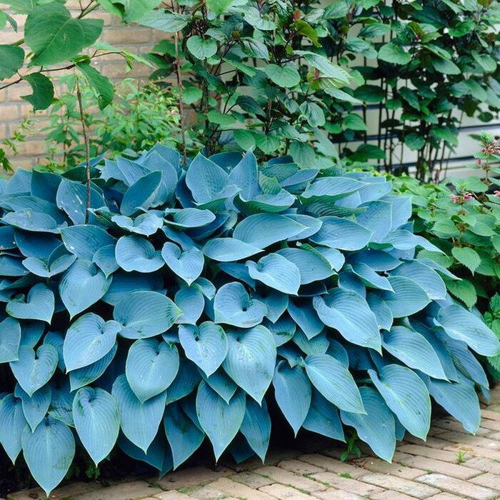 Хоста голубые крылья Ангела (Hosta Sea Angel Wings) 2 л, цена в Санкт ...